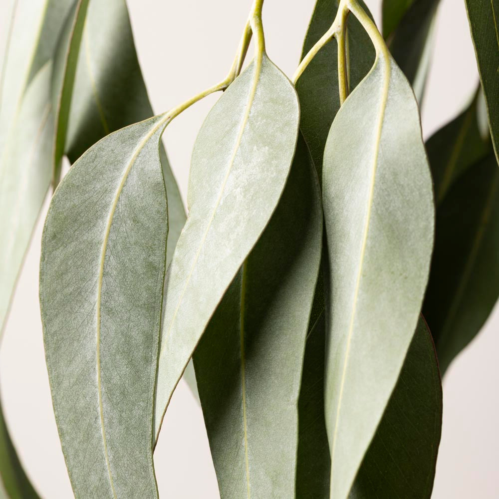 EUCALYPTUS STUDY #2 – The Interiors Assembly