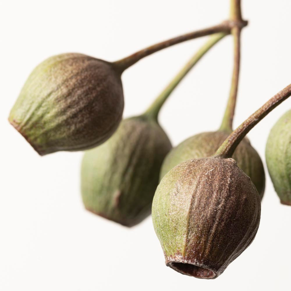 GUMNUT STUDY #1 – The Interiors Assembly