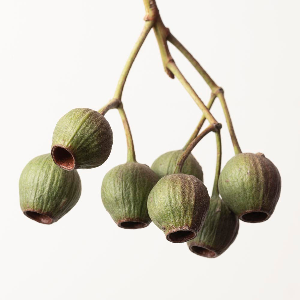 GUMNUT STUDY #2 – The Interiors Assembly